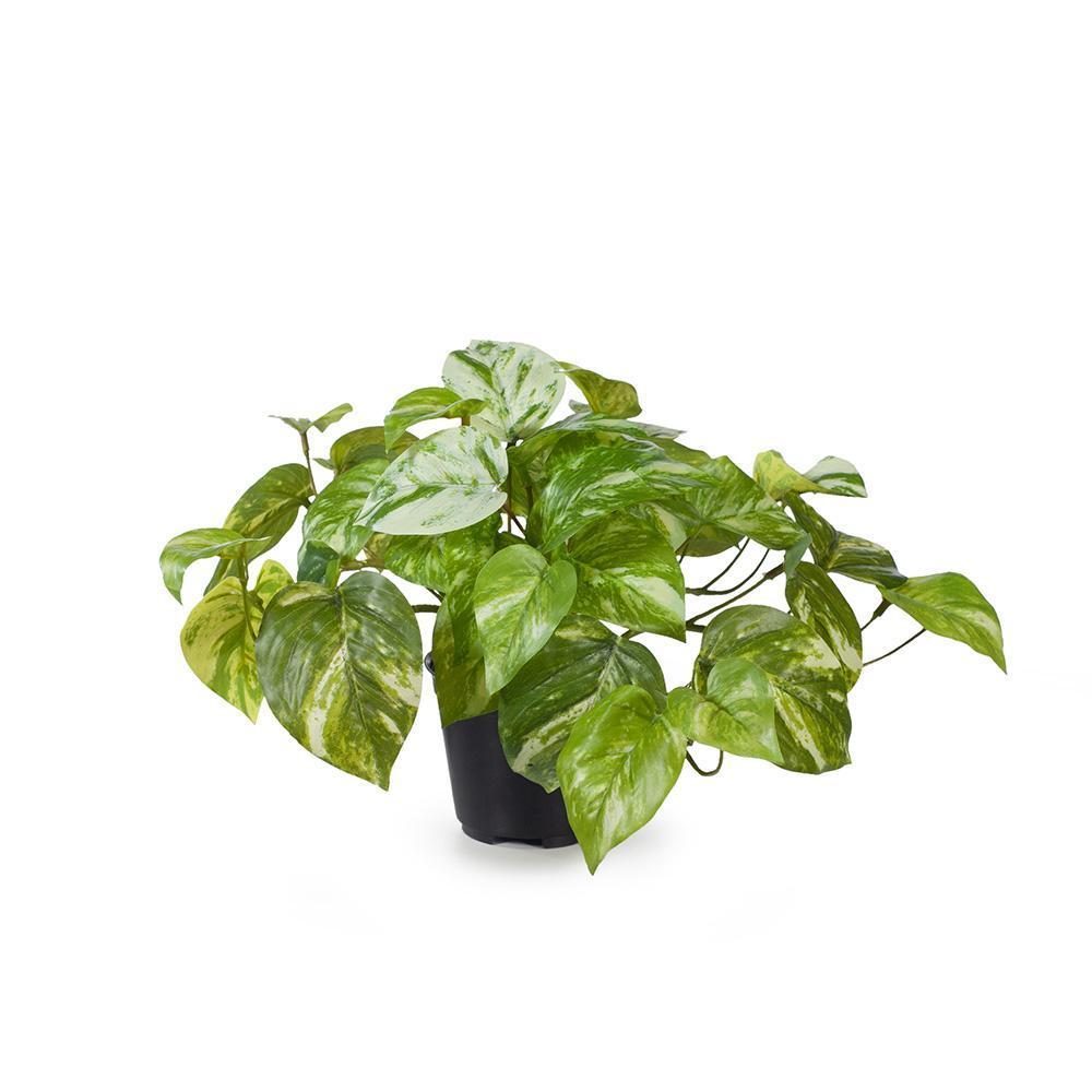 REAL TOUCH - ARTIFICIAL POTHOS MARBLE PLANT IN POT – Forum4 Collections