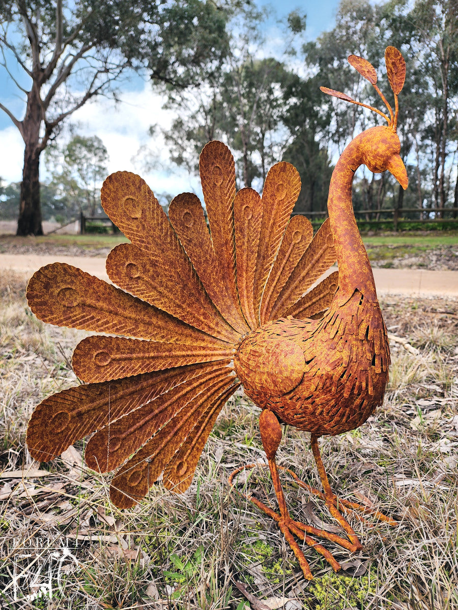 RUSTY PROUD PEACOCK METAL GARDEN FEATURE – Forum4 Collections